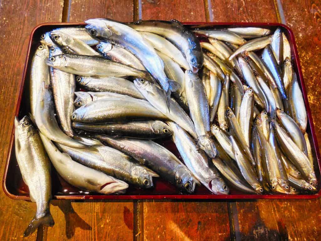 釣果 – 西湖のつり宿 青木ヶ原